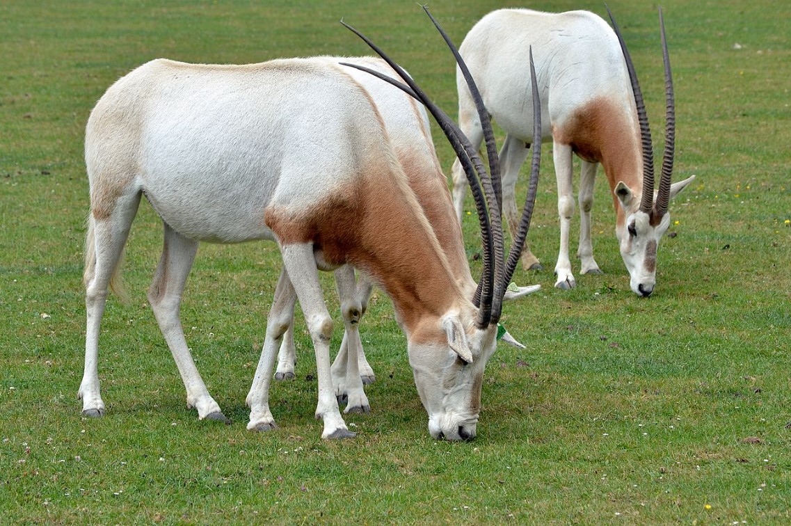 Scimitar-Horned Oryx
