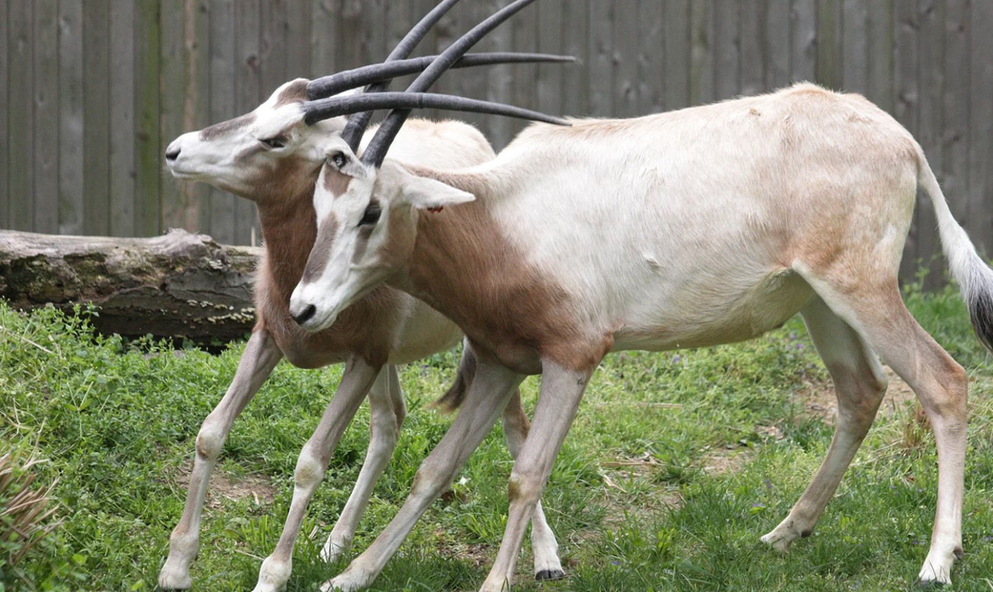 Scimitar-Horned Oryx